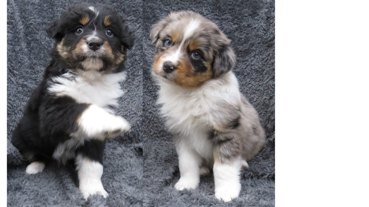 Purty P's Australian Shepherds